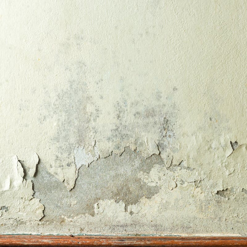 Mildewed walls stock image. Image of mold, microorganism - 90469681
