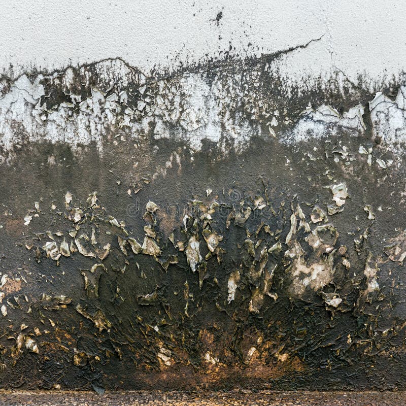 Mildewed walls stock image. Image of black, mildew, interior - 86213077