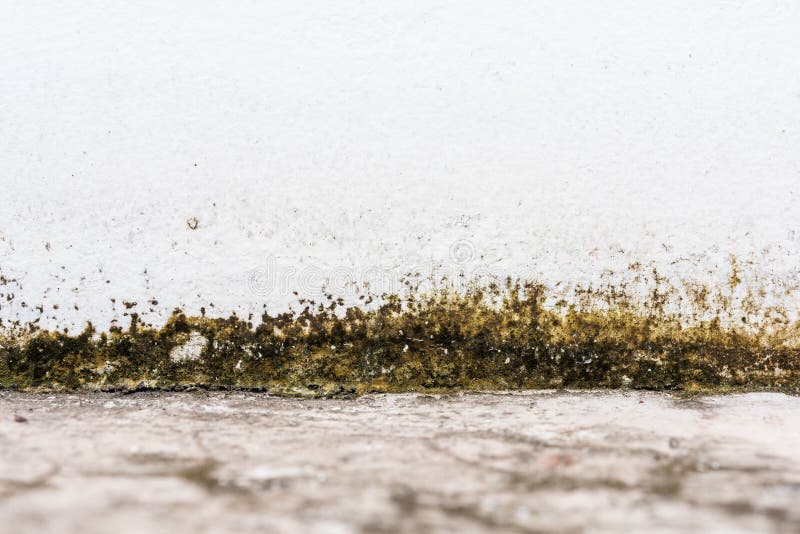 Mildewed Walls with Different Types of Mold. Close-up Stock Image ...