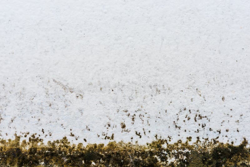 Mildewed walls stock photo. Image of mold, interior, asthma - 58712256