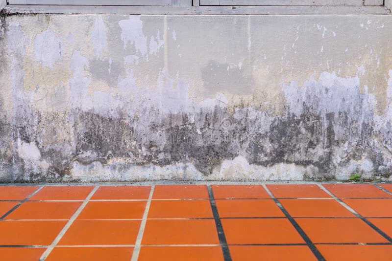 Mildewed Walls with Different Types of Mold. Close-up Stock Image ...