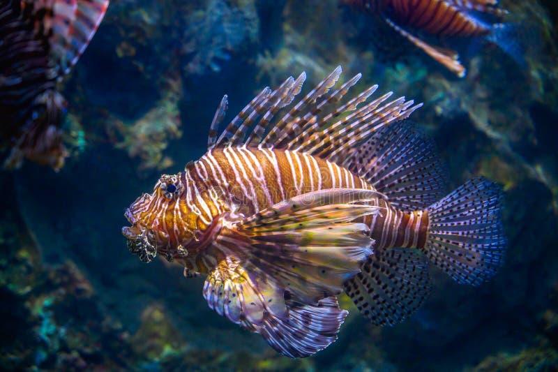 Miles Lionfish Swimming in Coral Under the Sea Stock Image - Image of ...