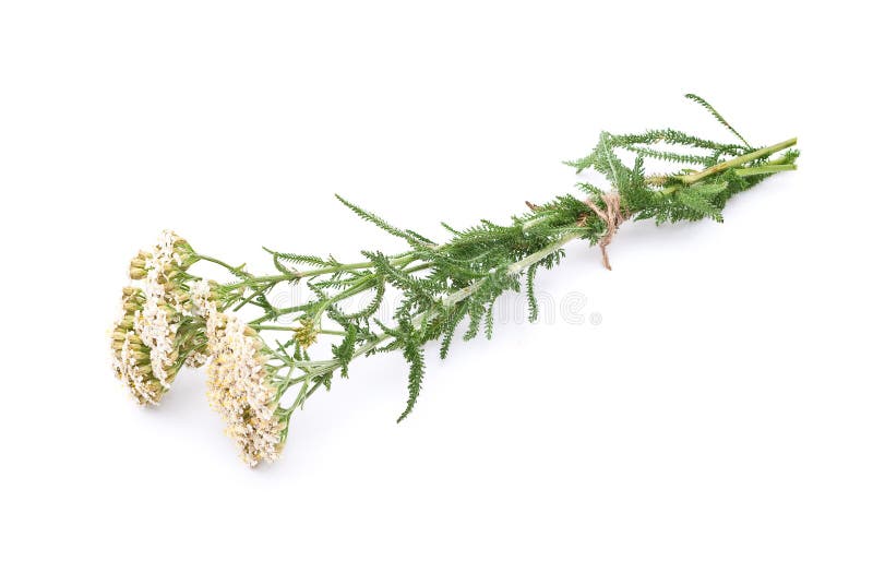 Milfoil stock image. Image of yarrow, achillea, leaf - 15190309
