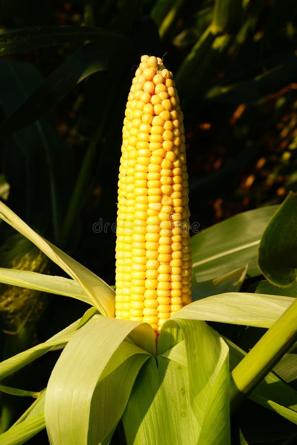 Milho imagem de stock. Imagem de nave, milho, folha, fresco - 10704423