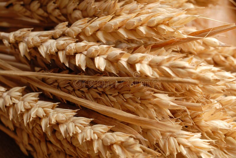 Milho foto de stock. Imagem de palha, gosto, cereal, pastelaria - 1881296