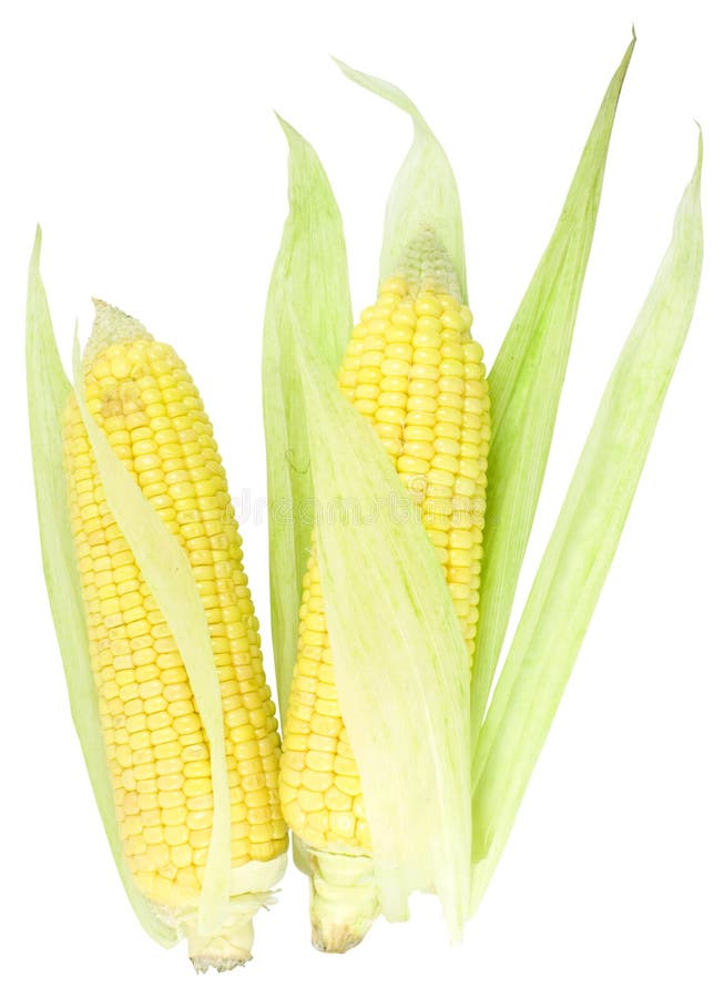 Milho imagem de stock. Imagem de colher, cereal, alimento - 6581427