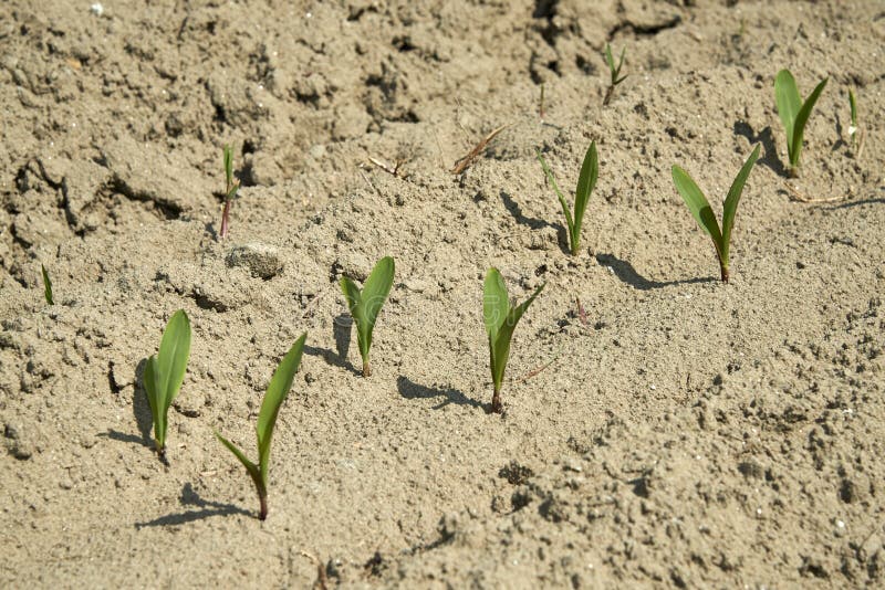 Milho imagem de stock. Imagem de colheita, fazendeiro - 32244777