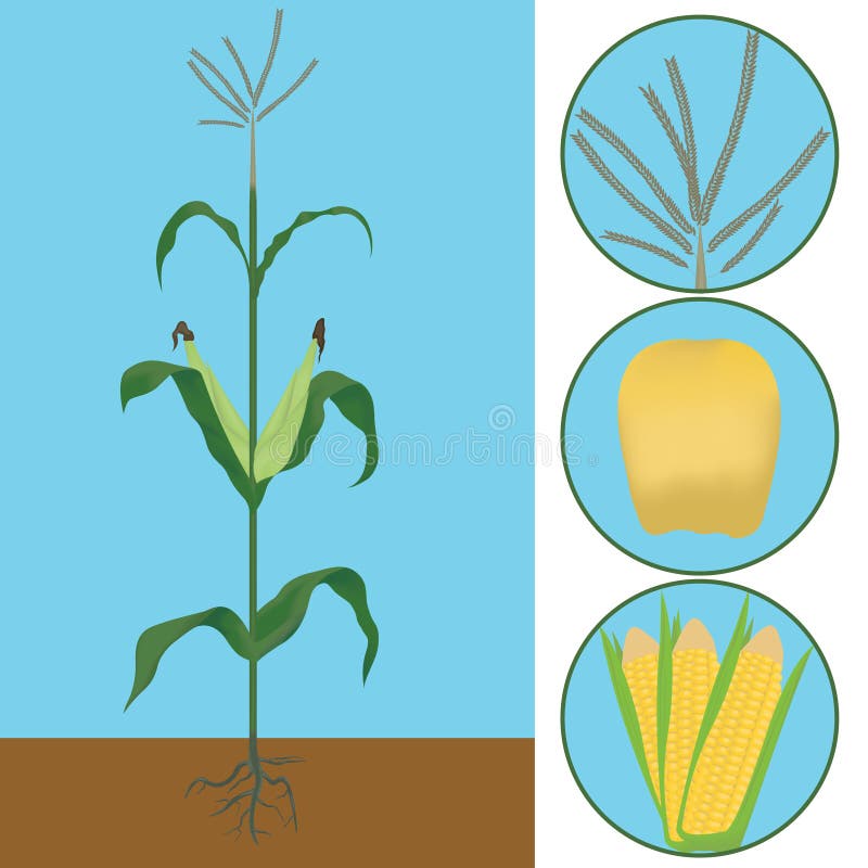 Diagrama Da Planta De Milho, Elementos Infographic Com As Partes Da ...