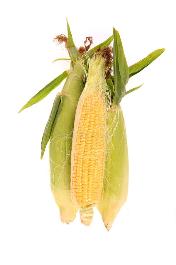 Milho cru. imagem de stock. Imagem de planta, dieta, colheita - 11256087