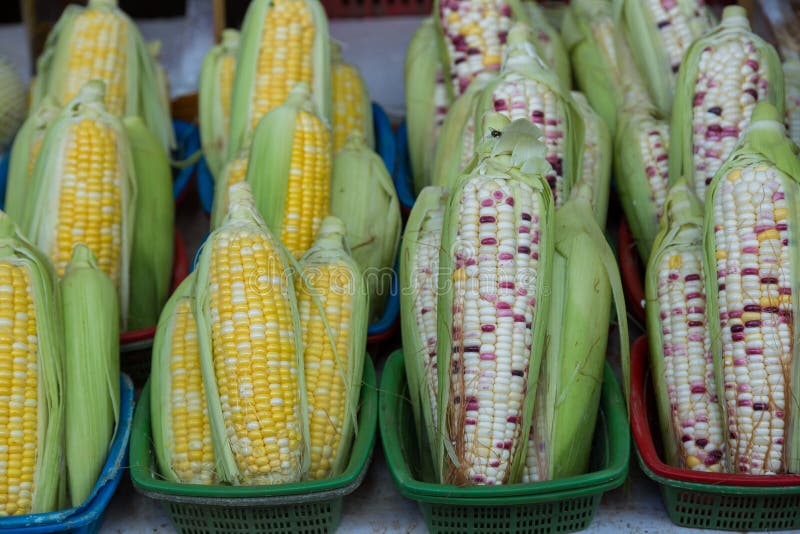 Milho Cru Em Um Mercado Livre Foto de Stock - Imagem de bonito ...