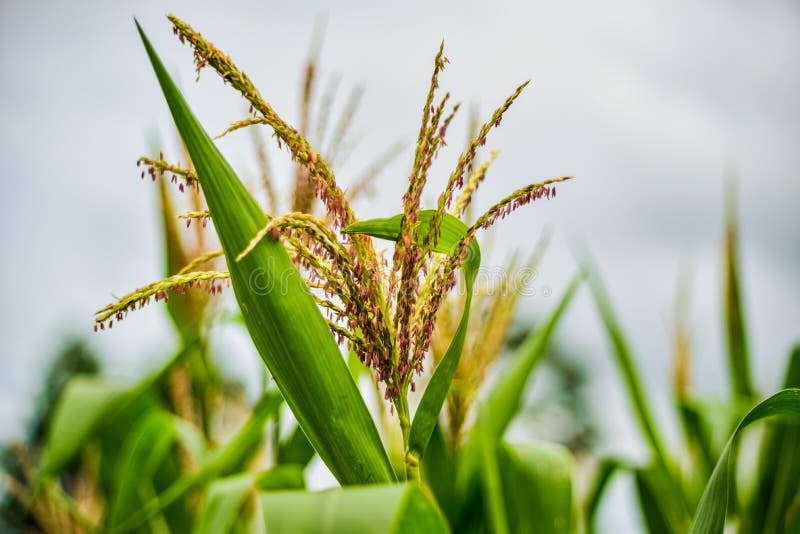 Flor do milho imagem de stock. Imagem de brilhante, fundos - 21711153