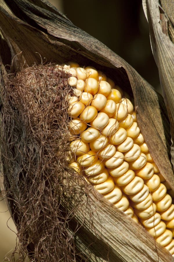 Milho de campo maduro foto de stock. Imagem de secado - 16356318
