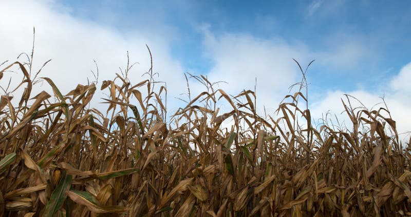 A Colheita Do Campo De Milho Verifica Dentro O Outono Foto de Stock ...
