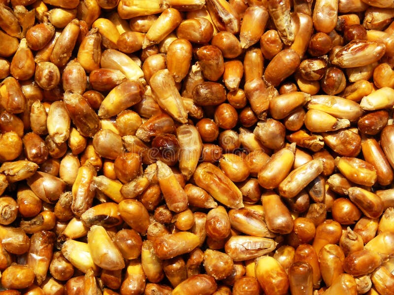 Milho De Fried Peruvian Maize Como Um Aperitivo Foto de Stock - Imagem ...