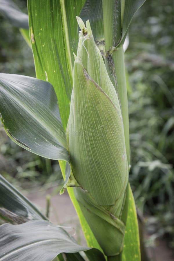 Milho Do Close Up Na Haste No Campo De Milho Imagem de Stock - Imagem ...