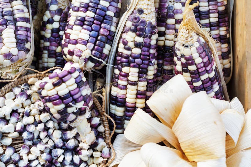 Pilha Do Milho Roxo Peruano Imagem de Stock - Imagem de colheita ...