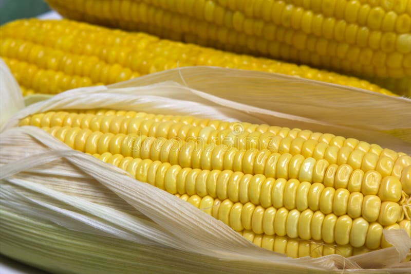 Milho doce amarelo imagem de stock. Imagem de cozinhar - 27908251