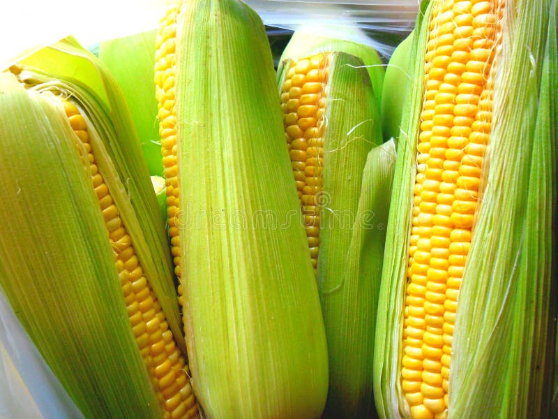 Milho doce em uma espiga imagem de stock. Imagem de milho - 39797725