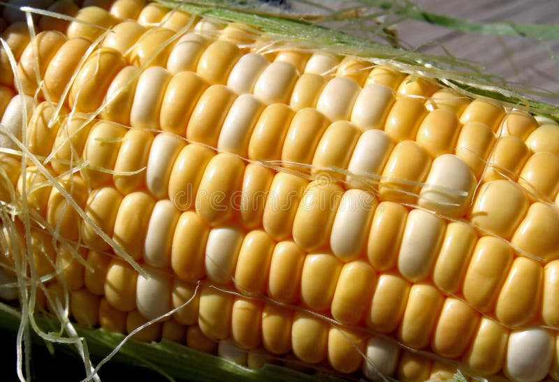 Milho doce fresco foto de stock. Imagem de alimento, estrelado - 26184078