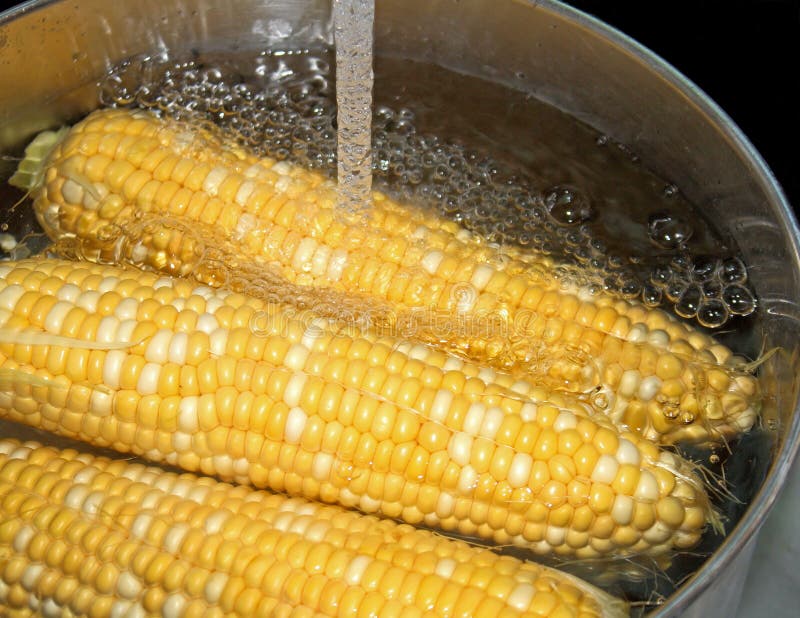 Milho doce fresco foto de stock. Imagem de alimento, estrelado - 26184078