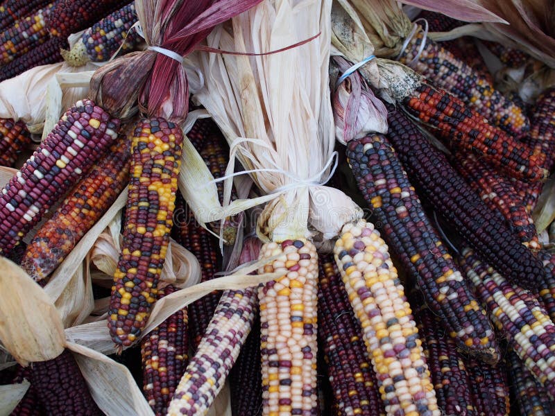 Milho indiano foto de stock. Imagem de ensolarado, colheita - 303686