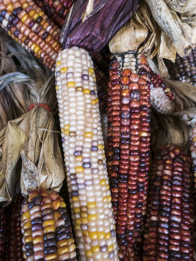 Milho indiano imagem de stock. Imagem de semente, festivo - 11158997