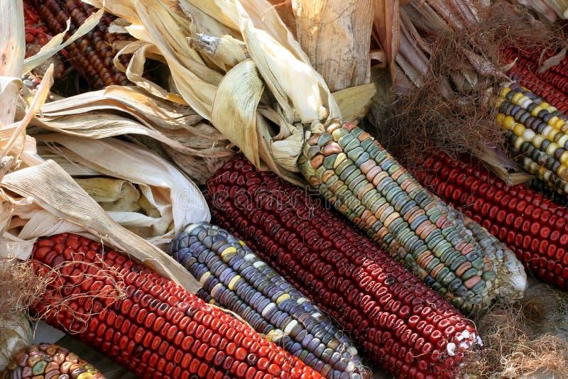 Milho indiano colorido imagem de stock. Imagem de queda - 1359427