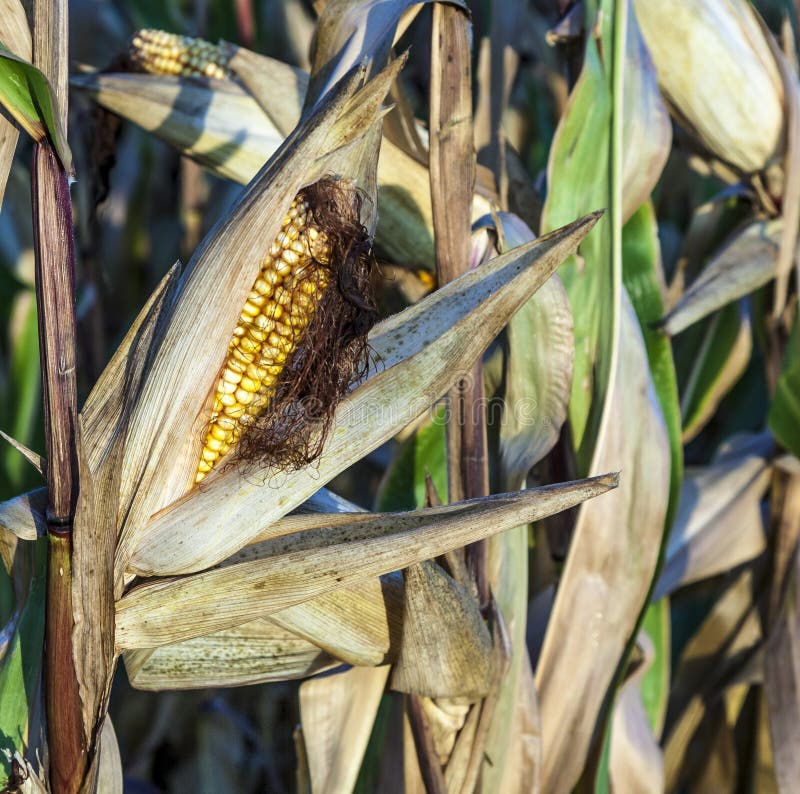 Milho Indiano Na Luz Dourada Imagem de Stock - Imagem de maduro, planta ...