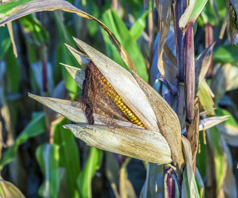 O Milho Indiano Cresce No Campo Imagem de Stock - Imagem de tropical ...