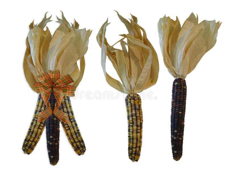 Milho Indiano No Fundo Branco Ilustração Stock - Ilustração de queda ...