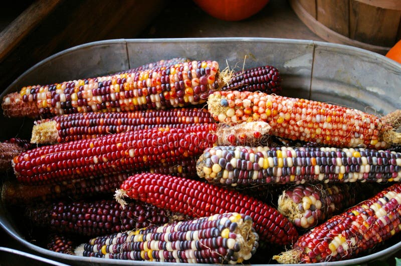 Milho-indiano Na época Da Colheita Foto de Stock - Imagem de fundo ...