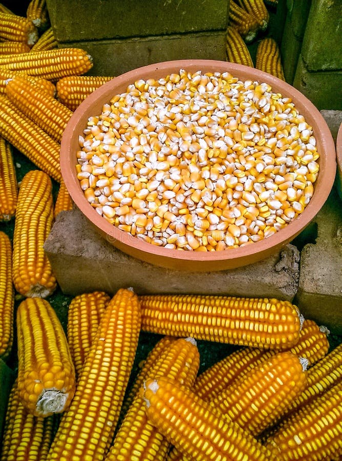 Milho na bandeja foto de stock. Imagem de colheita, orgânico - 4327558
