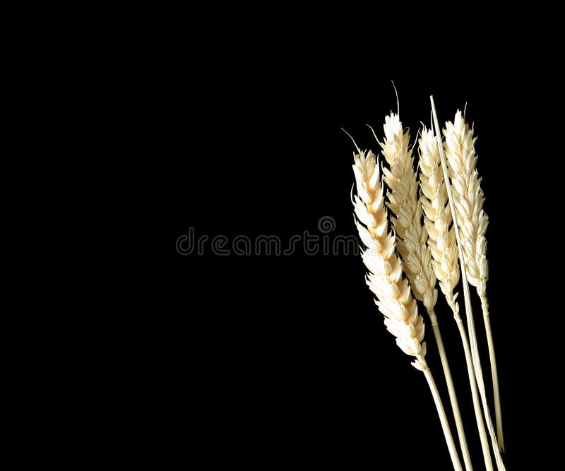 Milho no preto imagem de stock. Imagem de formas, agricultura - 364225