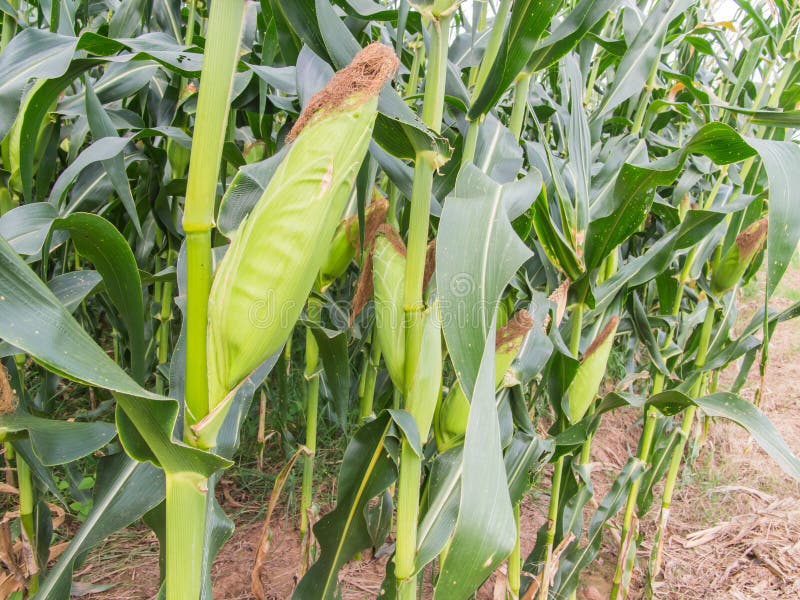 Folha do milho foto de stock. Imagem de etanol, fazenda - 5566702