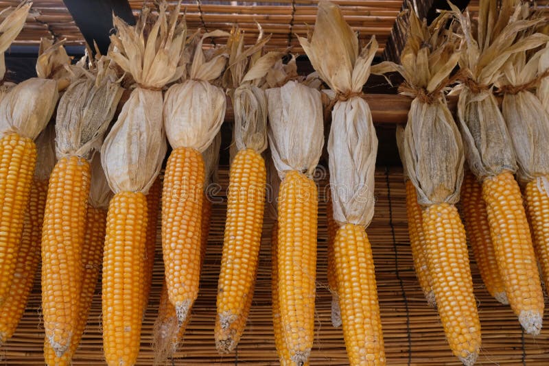 Milho Para Secagem, Fundo Alimentar Seco Imagem de Stock - Imagem de ...
