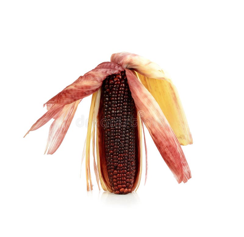 Milho Preto, Milho Roxo Isolado No Fundo Branco Imagem de Stock ...