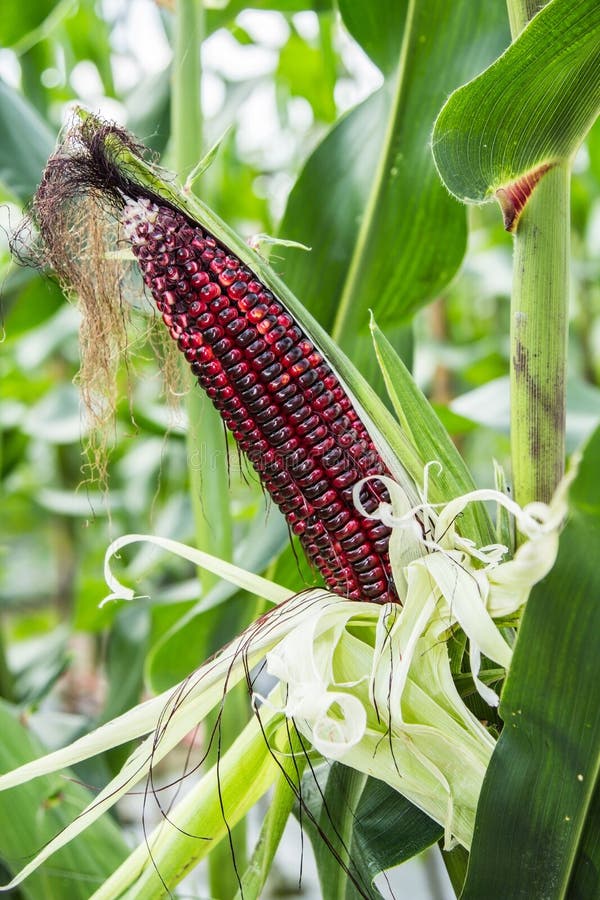 Milho-roxo na espiga imagem de stock. Imagem de cereal - 36725453