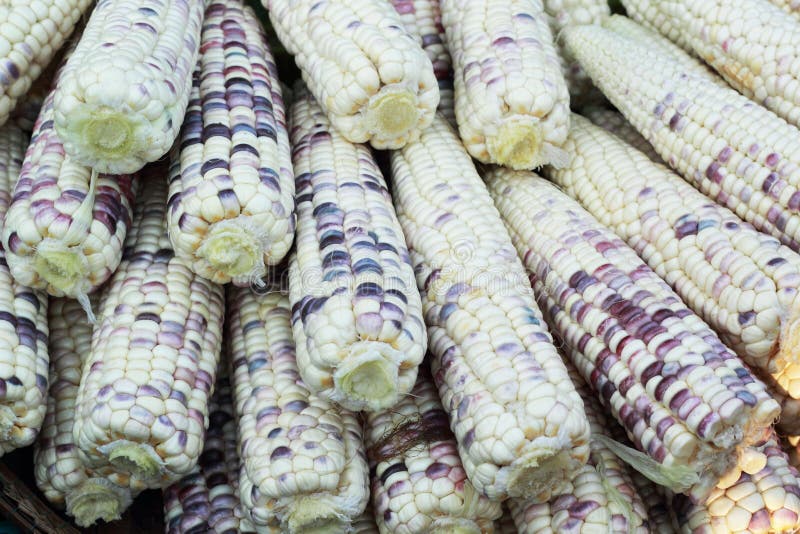 Milho Roxo No Fundo De Madeira Imagem de Stock - Imagem de doce ...