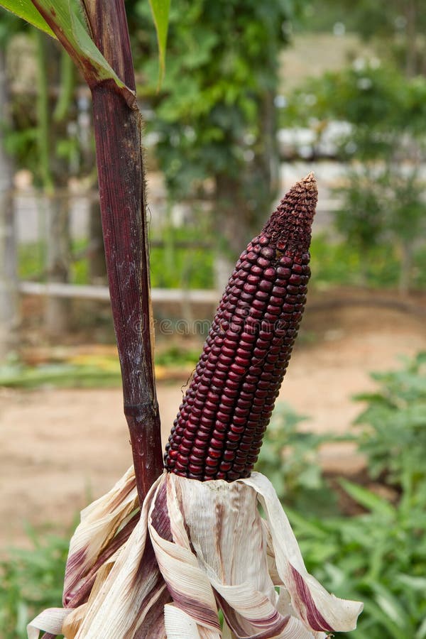 Milho roxo peruano imagem de stock. Imagem de roxo, alimento - 22628379