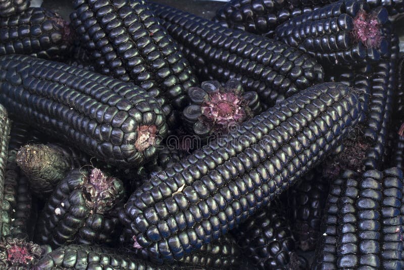 Milho roxo peruano foto de stock. Imagem de ingrediente - 19560352