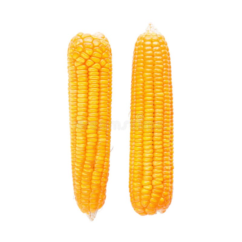 Milho Secado Do Milho Isolado No Fundo Branco Imagem de Stock - Imagem ...