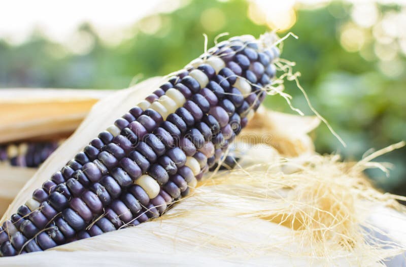 Milho Secado Para Produzir, Milho Tailandês Foto de Stock - Imagem de ...