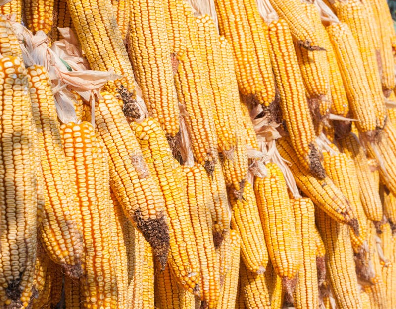 Milho seco imagem de stock. Imagem de parede, tradicional - 34990855