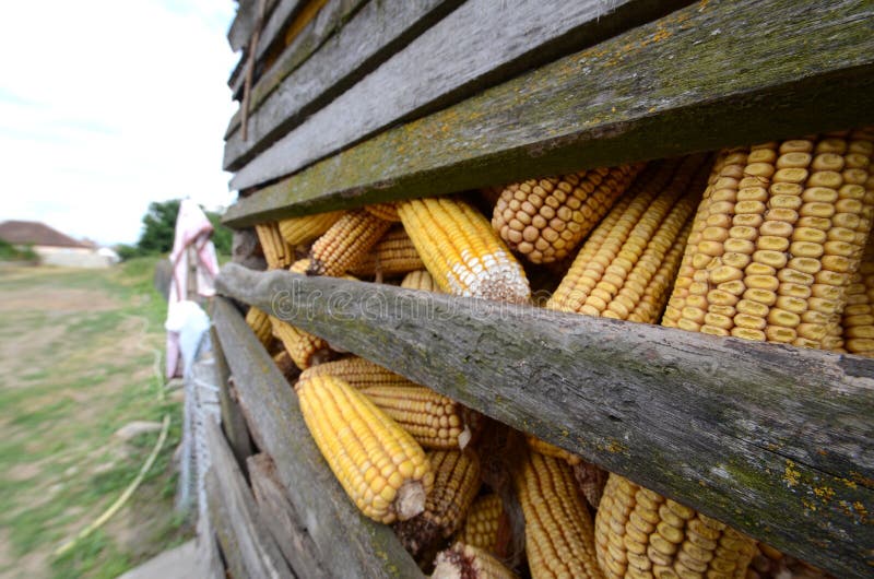 Milho seco foto de stock. Imagem de bebida, secado, alimento - 55857782