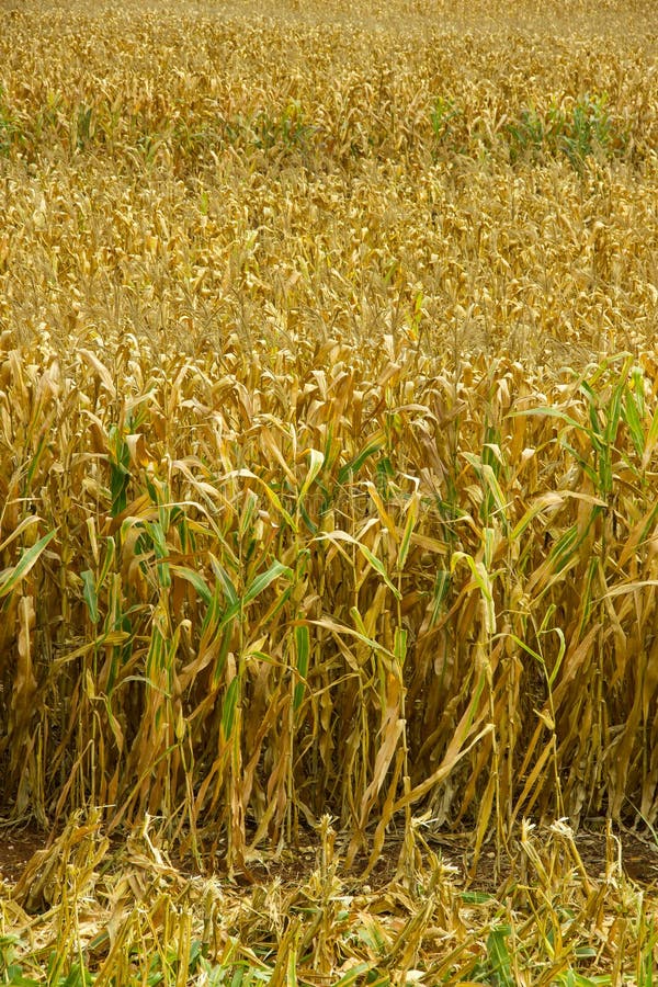 Milho seco imagem de stock. Imagem de adulto, cultura - 70760185