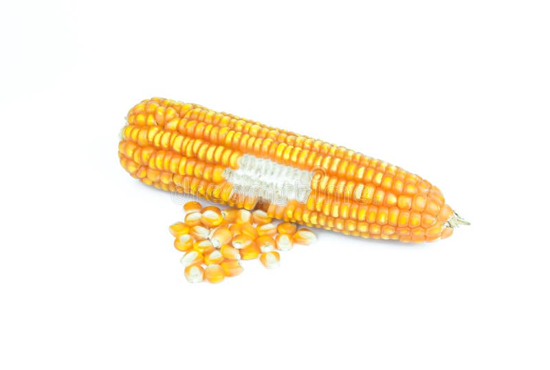 Milho Seco No Fundo Branco, Semente Do Milho Foto de Stock - Imagem de ...
