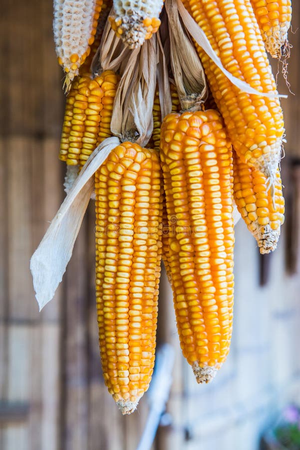 Milho Que Pendura No Celeiro Imagem de Stock - Imagem de tradicional ...