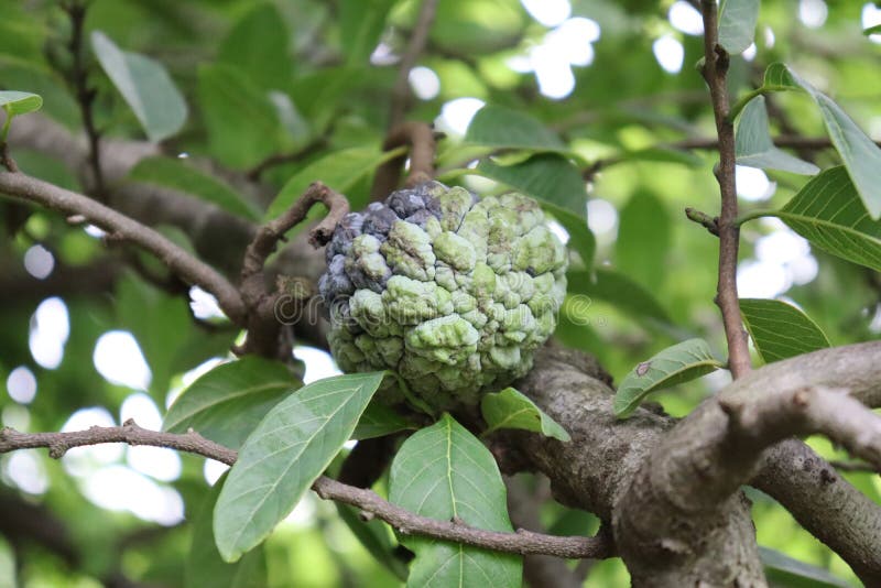 Milibug Stock Photos - Free & Royalty-Free Stock Photos from Dreamstime