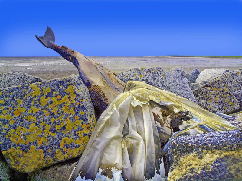 Milieuvervuiling stock afbeelding. Image of bazalt, kust - 14785421