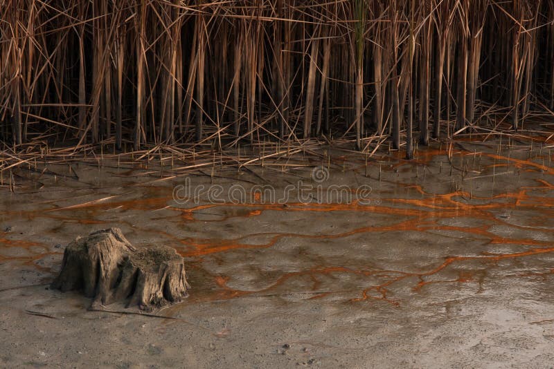 Ontbossing En Milieuvervuiling Stock Afbeelding - Image of hardhout ...